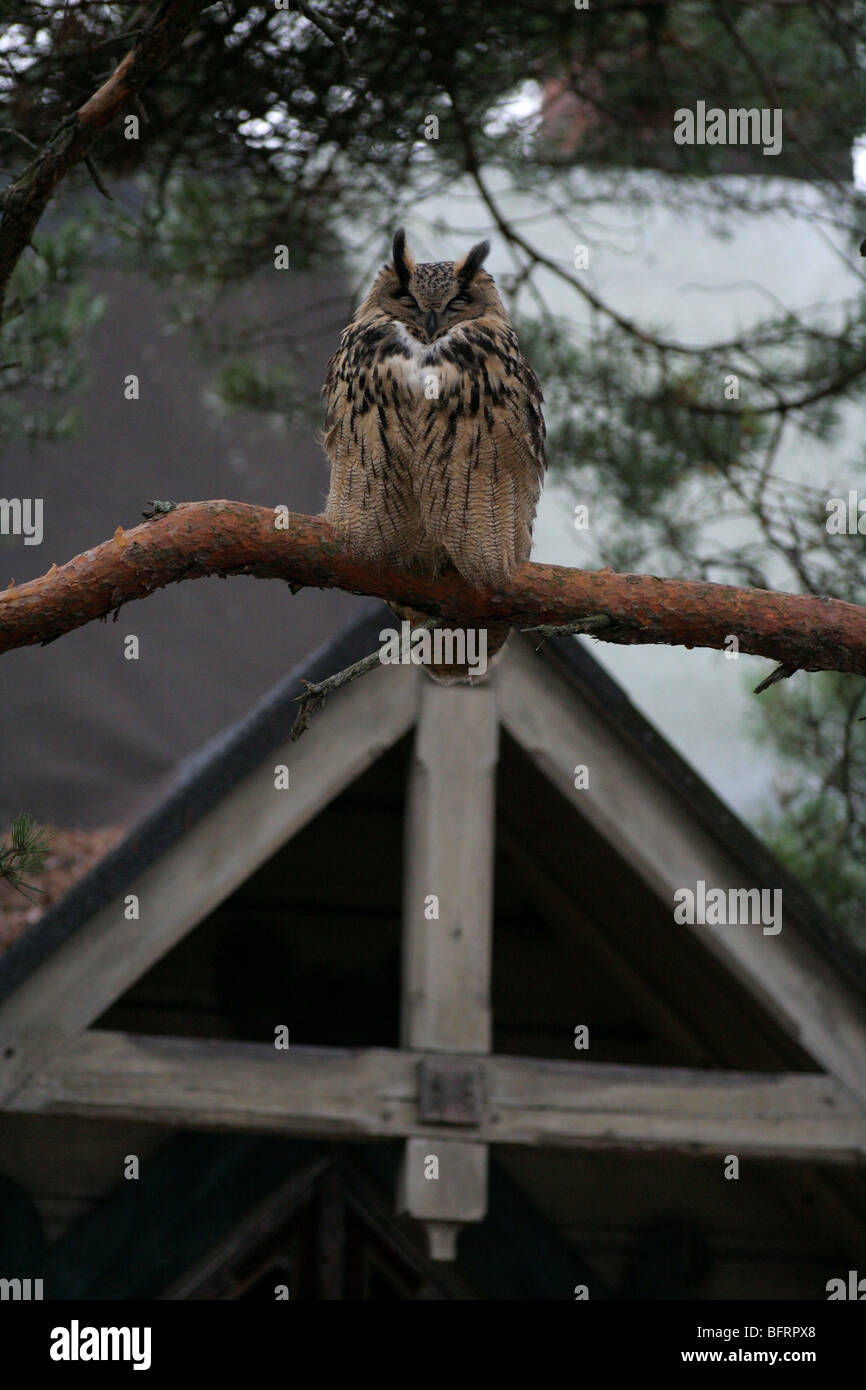 Owl preening hi-res stock photography and images - Alamy