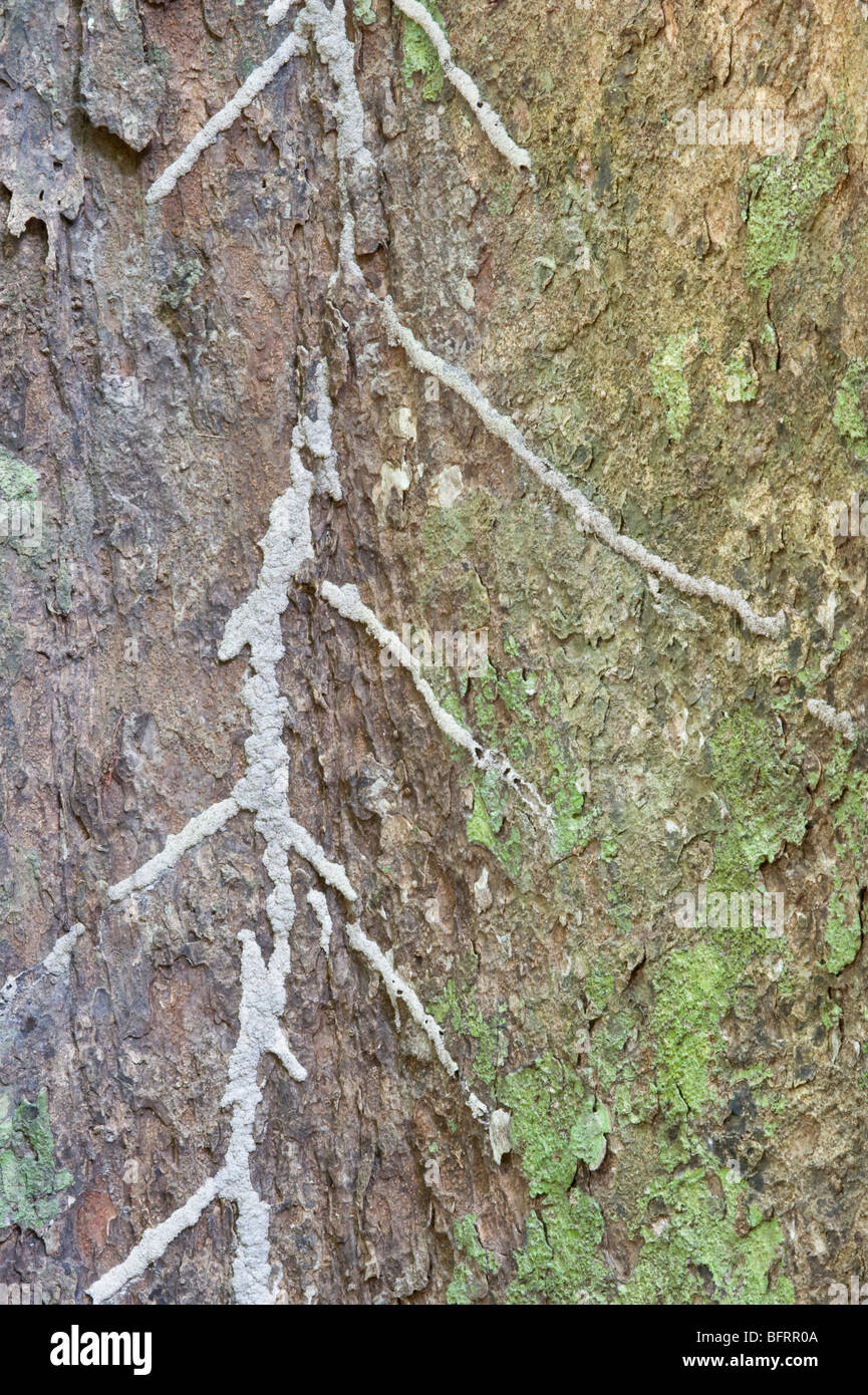 Mora (Mora excelsa) bark with termite channels Iwokrama Rainforest ...