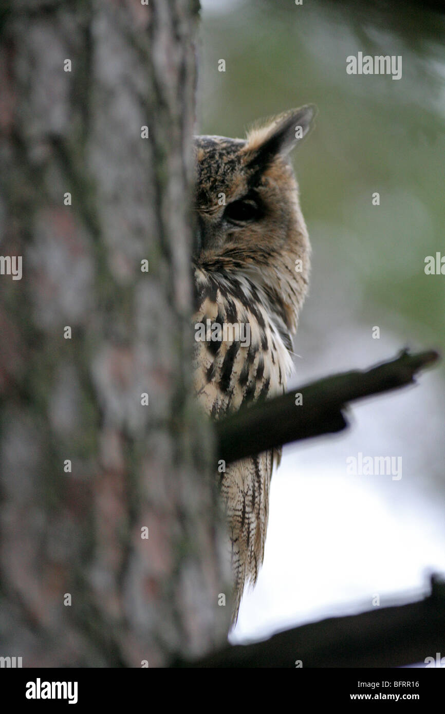 Hubro hi-res stock photography and images - Alamy