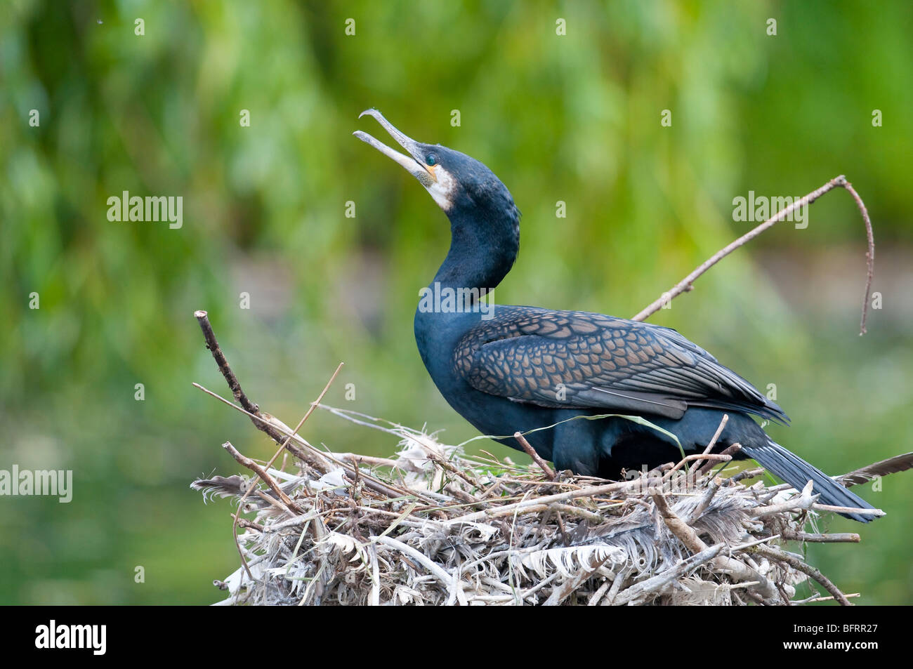 Kormoran - Great Cormorant - Phalacrocorax carbo - Europe Stock Photo ...