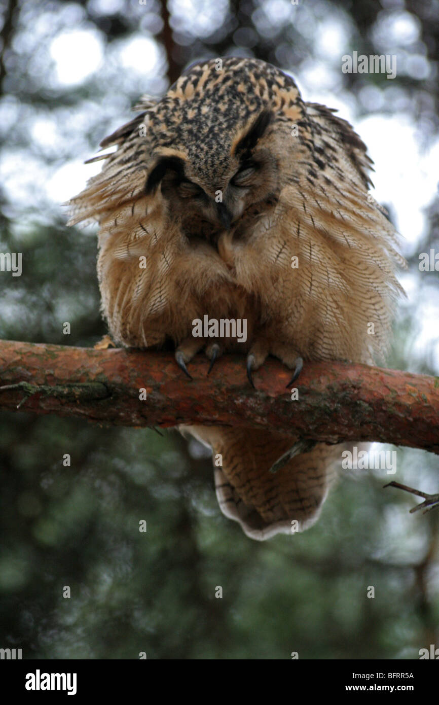 eagle owl preening in tree Stock Photo - Alamy