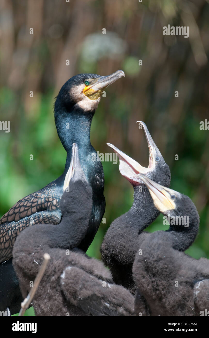 Kormoran - Great Cormorant - Phalacrocorax carbo - Europe Stock Photo ...