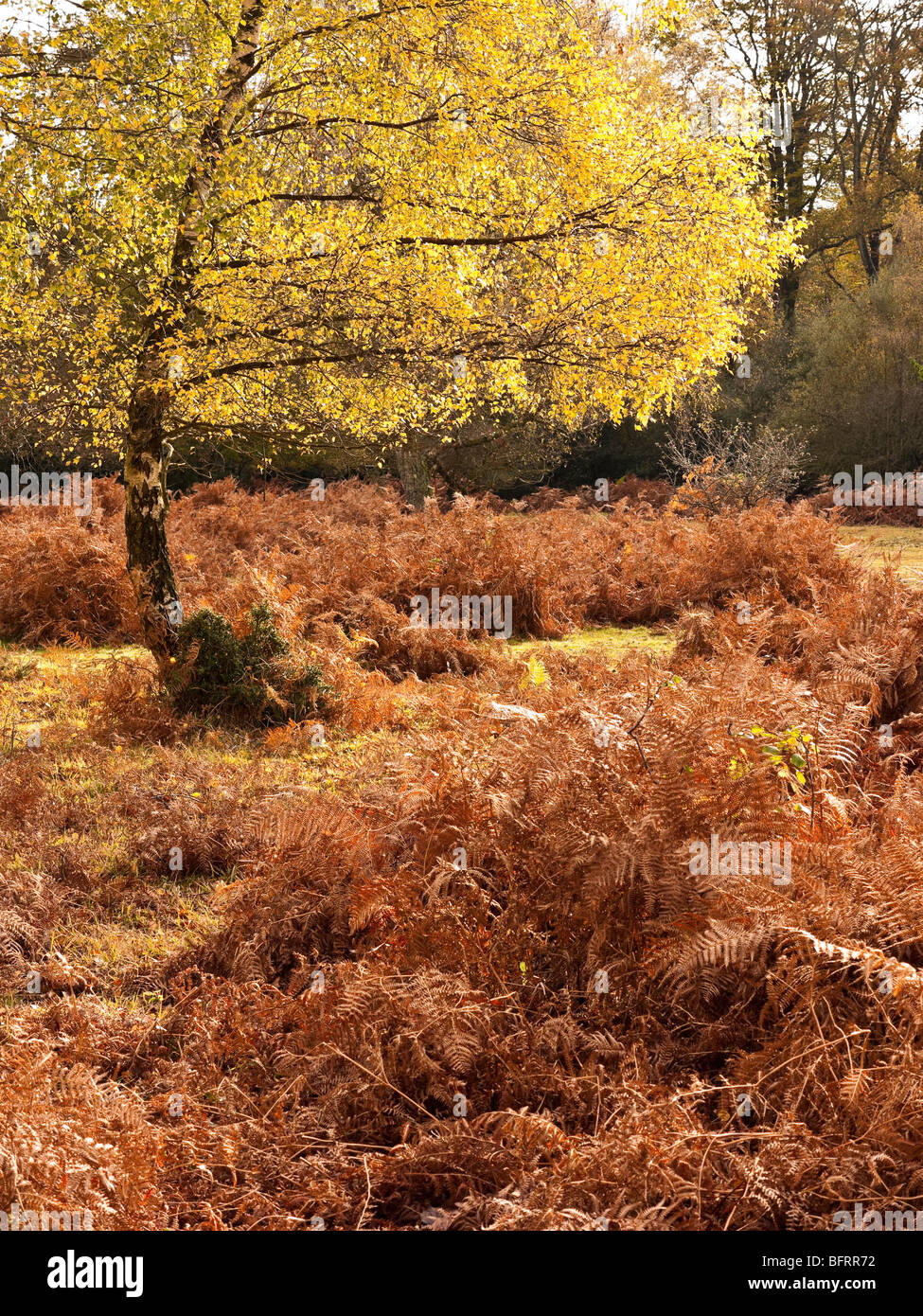 New england birch trees hi-res stock photography and images - Alamy