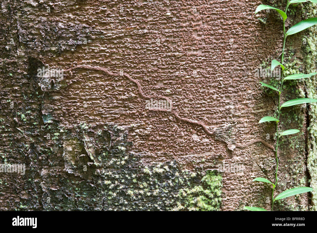 Texture tree bark guyana hi-res stock photography and images - Alamy