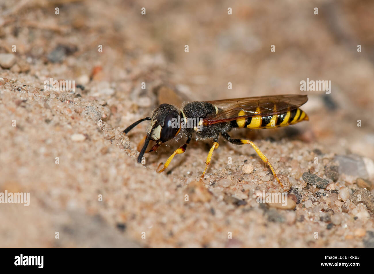 Bienenwolf - Bee Wolf (Philanthus triangulum Stock Photo - Alamy