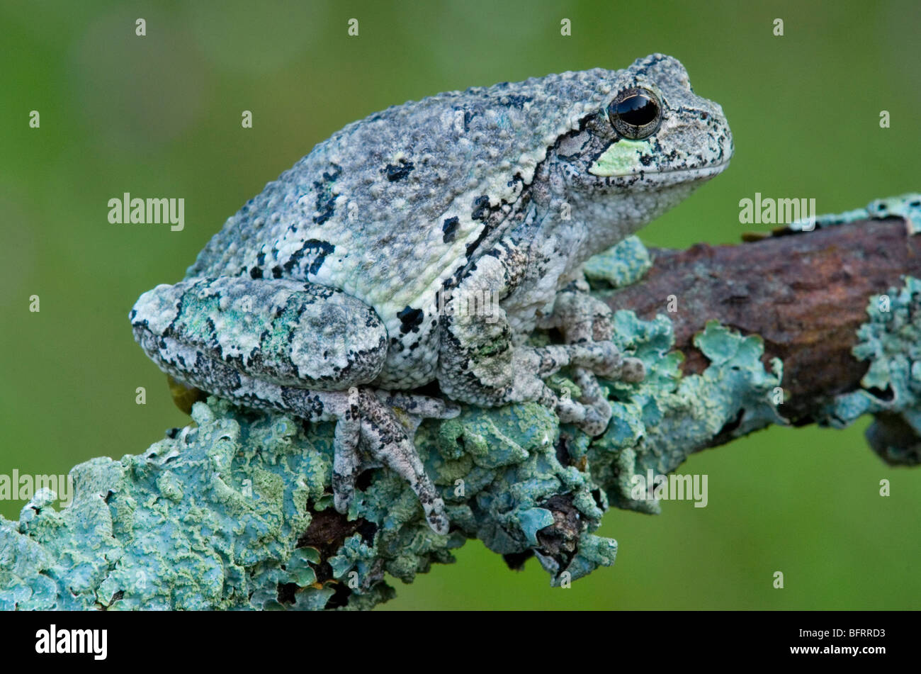 Cryptic Frog Stock Photos & Cryptic Frog Stock Images - Alamy