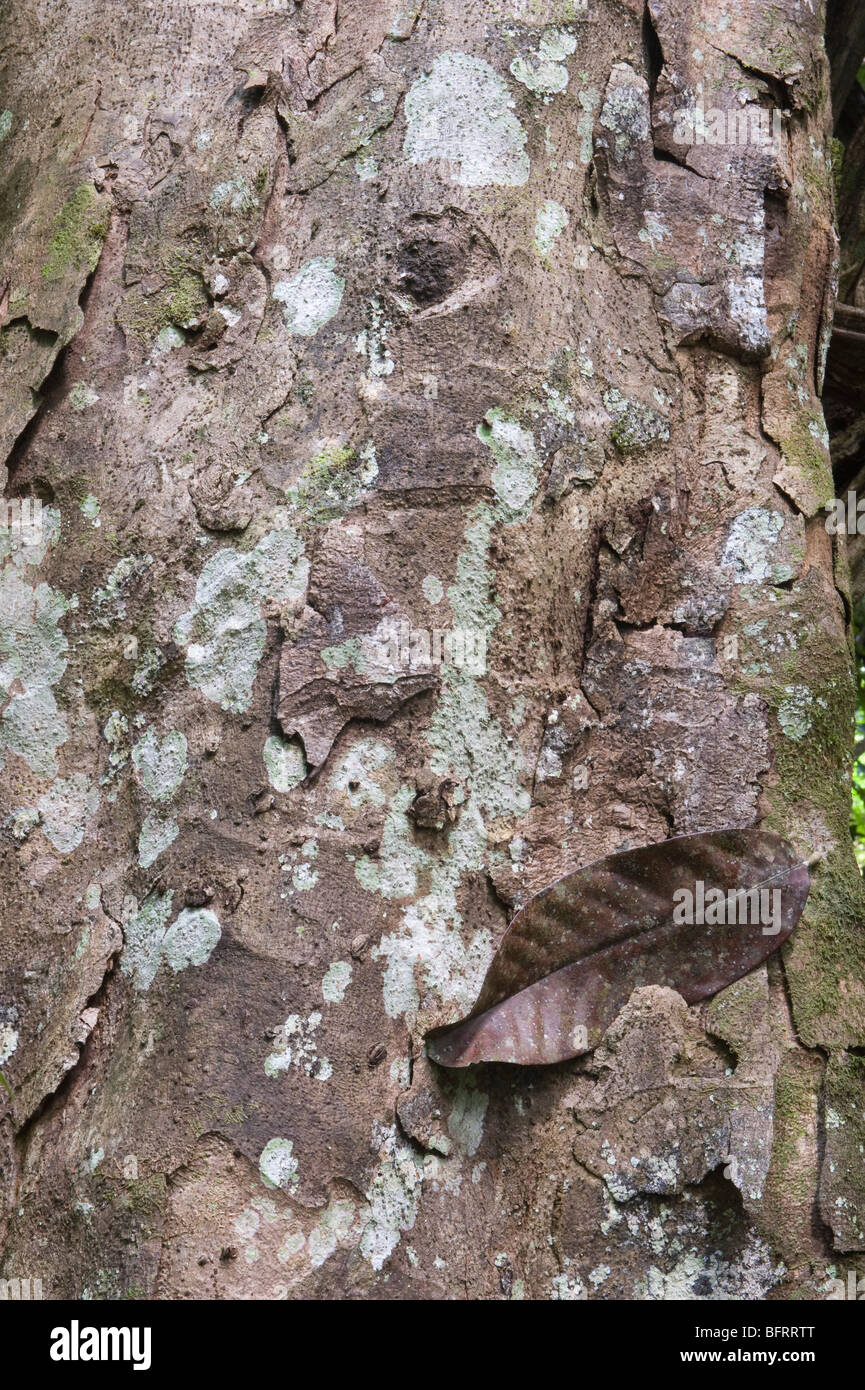 Crabwood (Carapa guianensis) close-up bark Iwokrama Rainforest Guiana ...