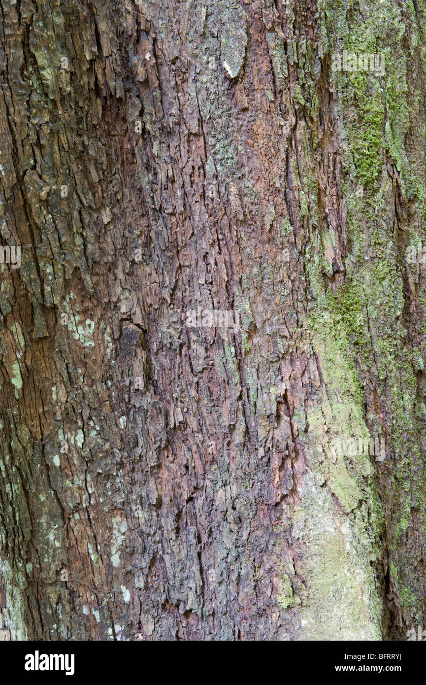 Soft Wallaba or Bootlace tree (Eperua falcata) close up bark Iwokrama ...