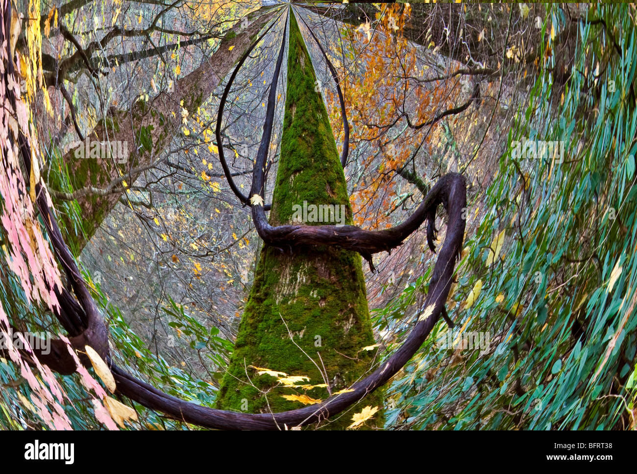 Great trunks hi-res stock photography and images - Alamy