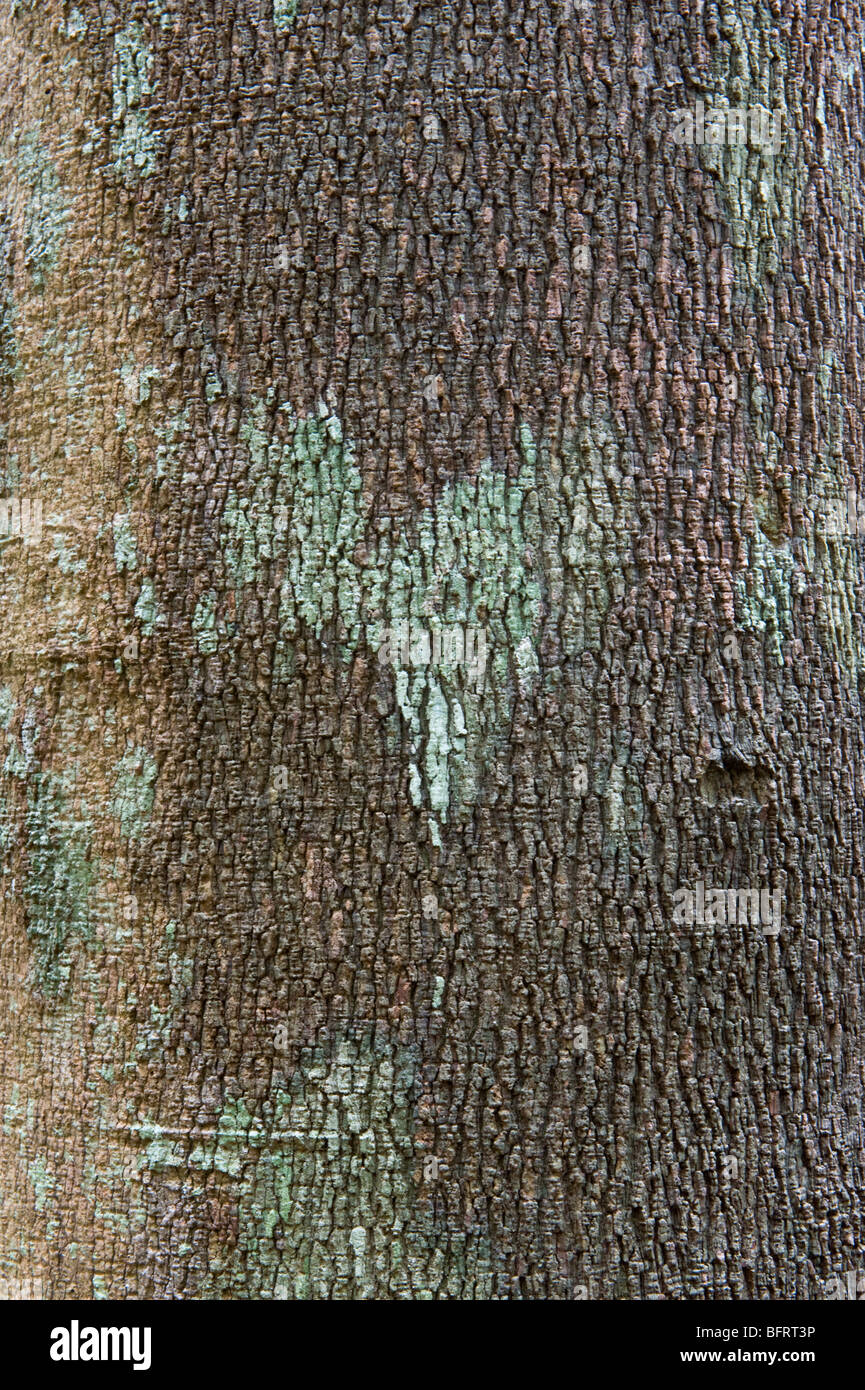 Patterns in nature texture on tree trunk Iwokrama Rainforest Guiana ...