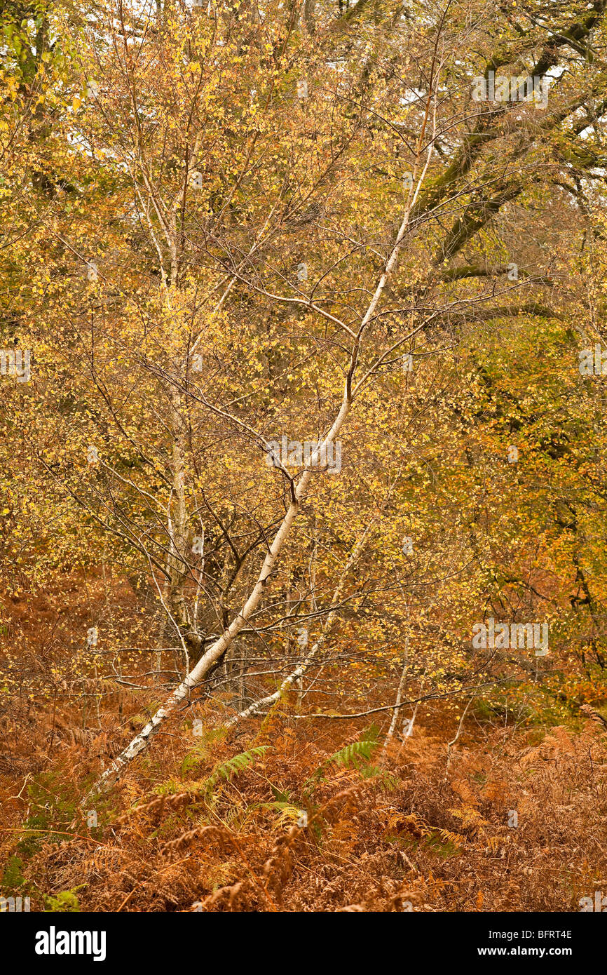 Ash trees autumn hi-res stock photography and images - Alamy