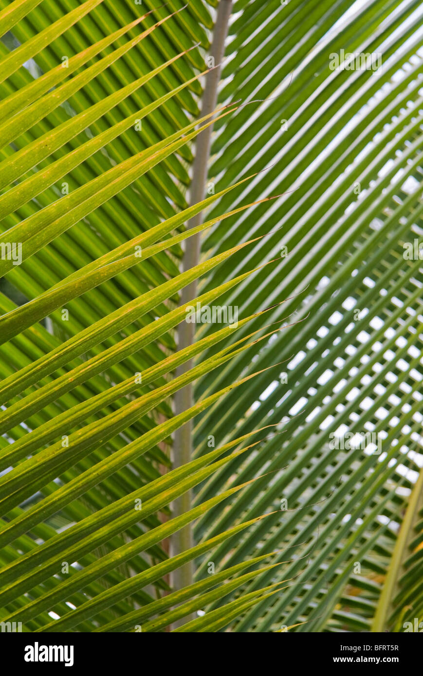 Kenya Mombasa Africa leaf palm green plant abstract nature natural page ...