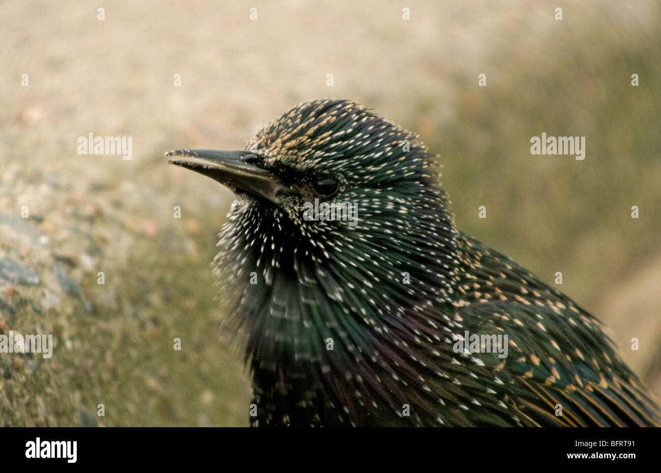 Common Starling singing close up Stock Photo - Alamy