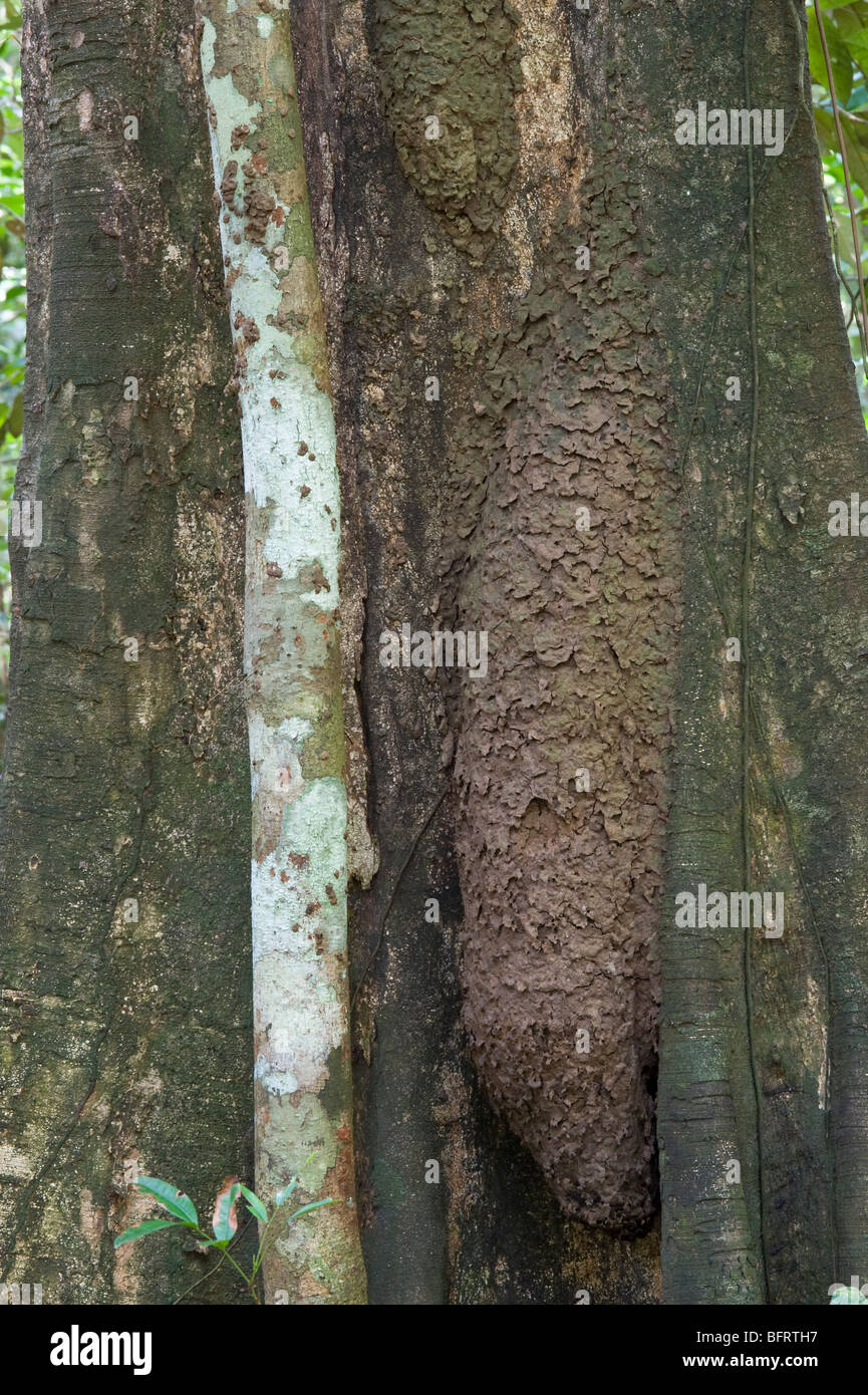 Ant nest on the tree trunk Iwokrama Rainforest Guiana Shield Guyana ...