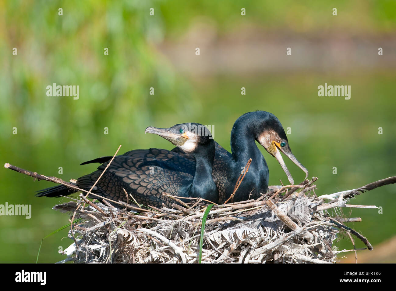 Kormoran - Great Cormorant - Phalacrocorax carbo - Europe Stock Photo ...
