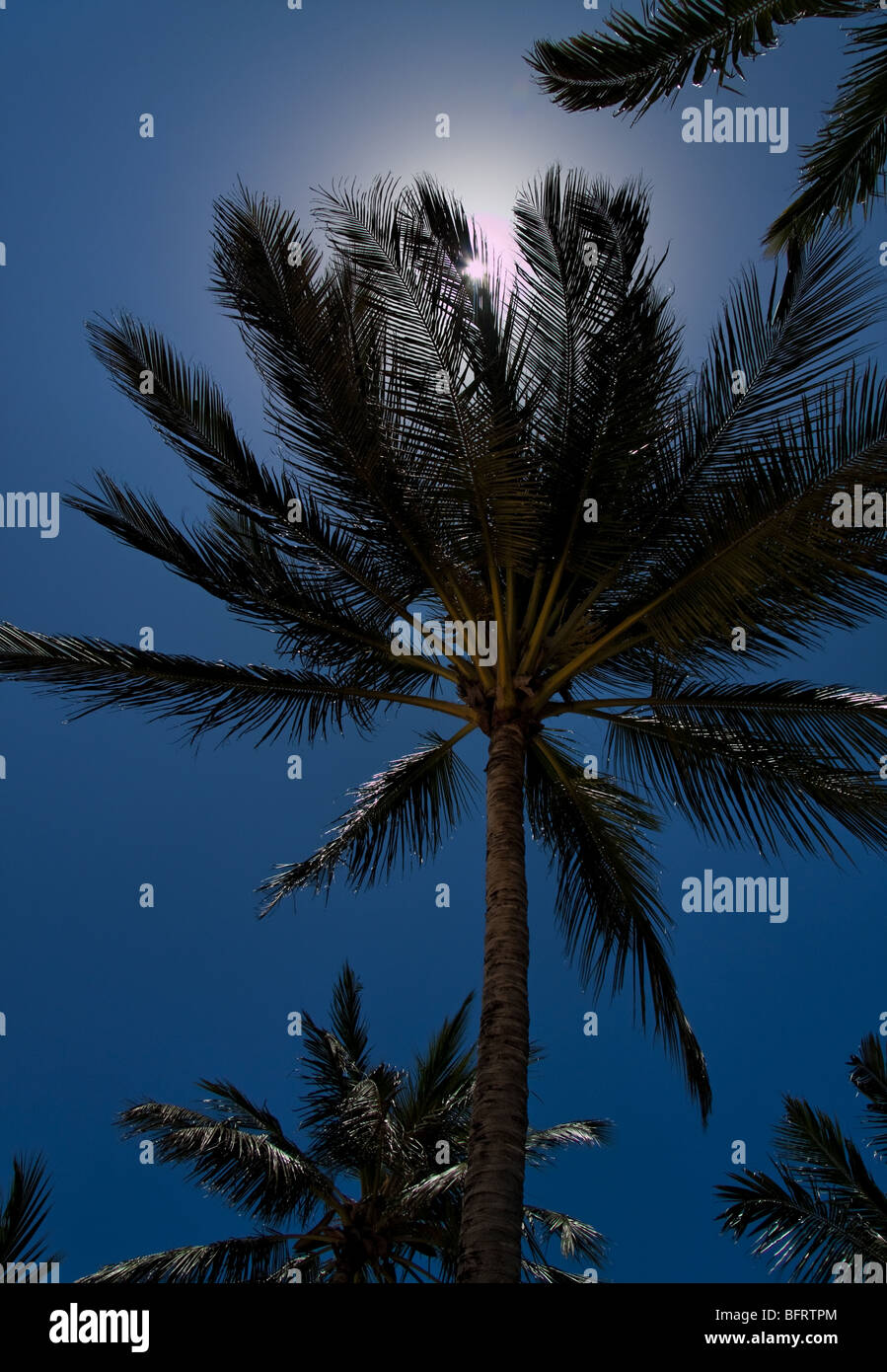 Kenya Mombasa Africa destination palm paradise landscape ocean sea tree ...