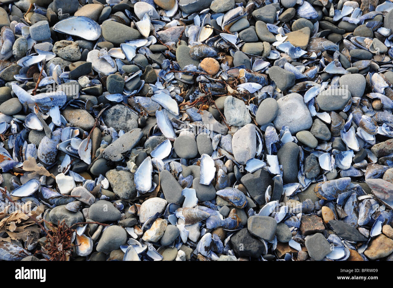 Pebbles on a beach Stock Photo - Alamy