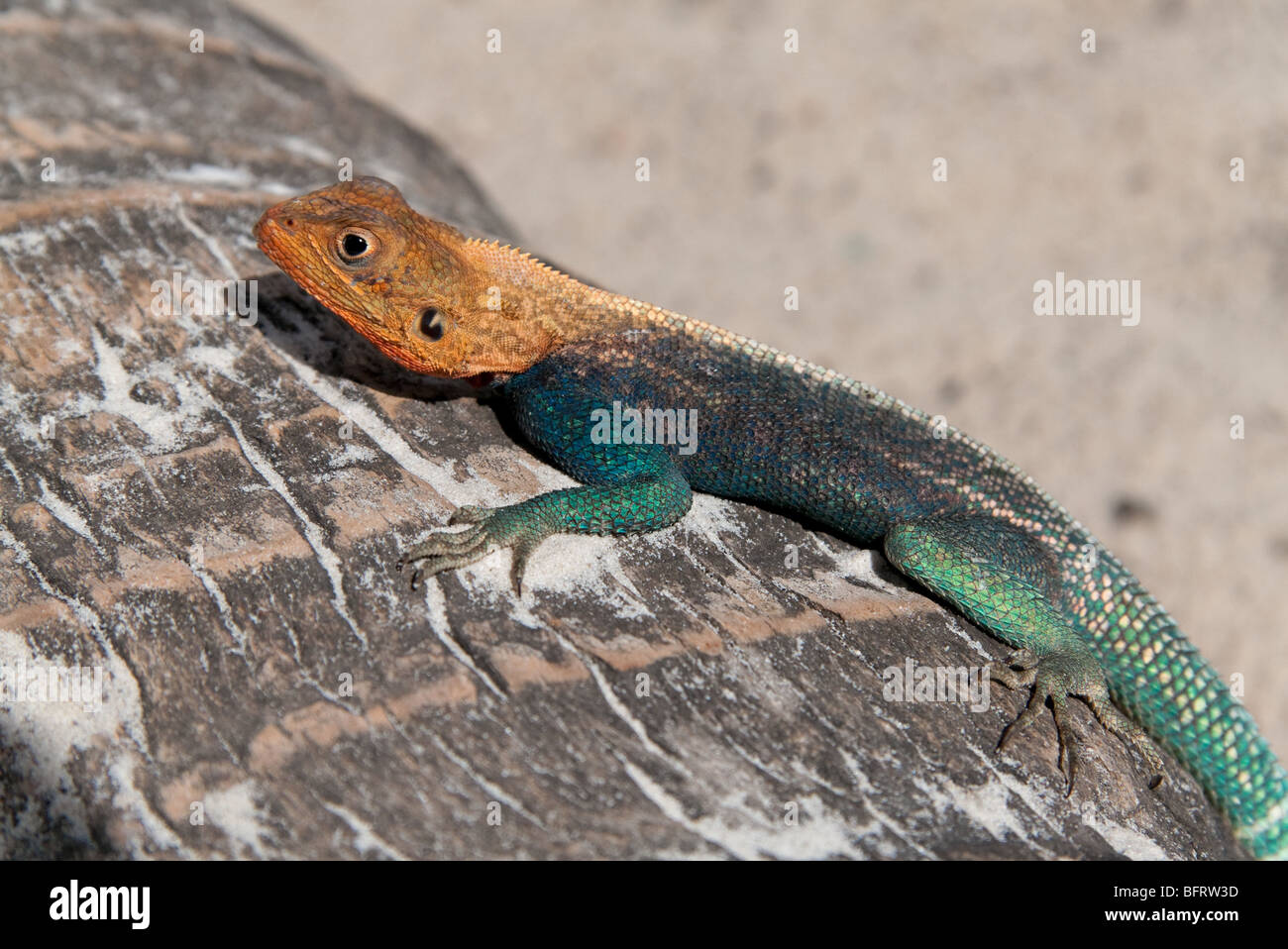 Kenya Mombasa Africa wood lizard chameleon reptile tropical exotic tree ...