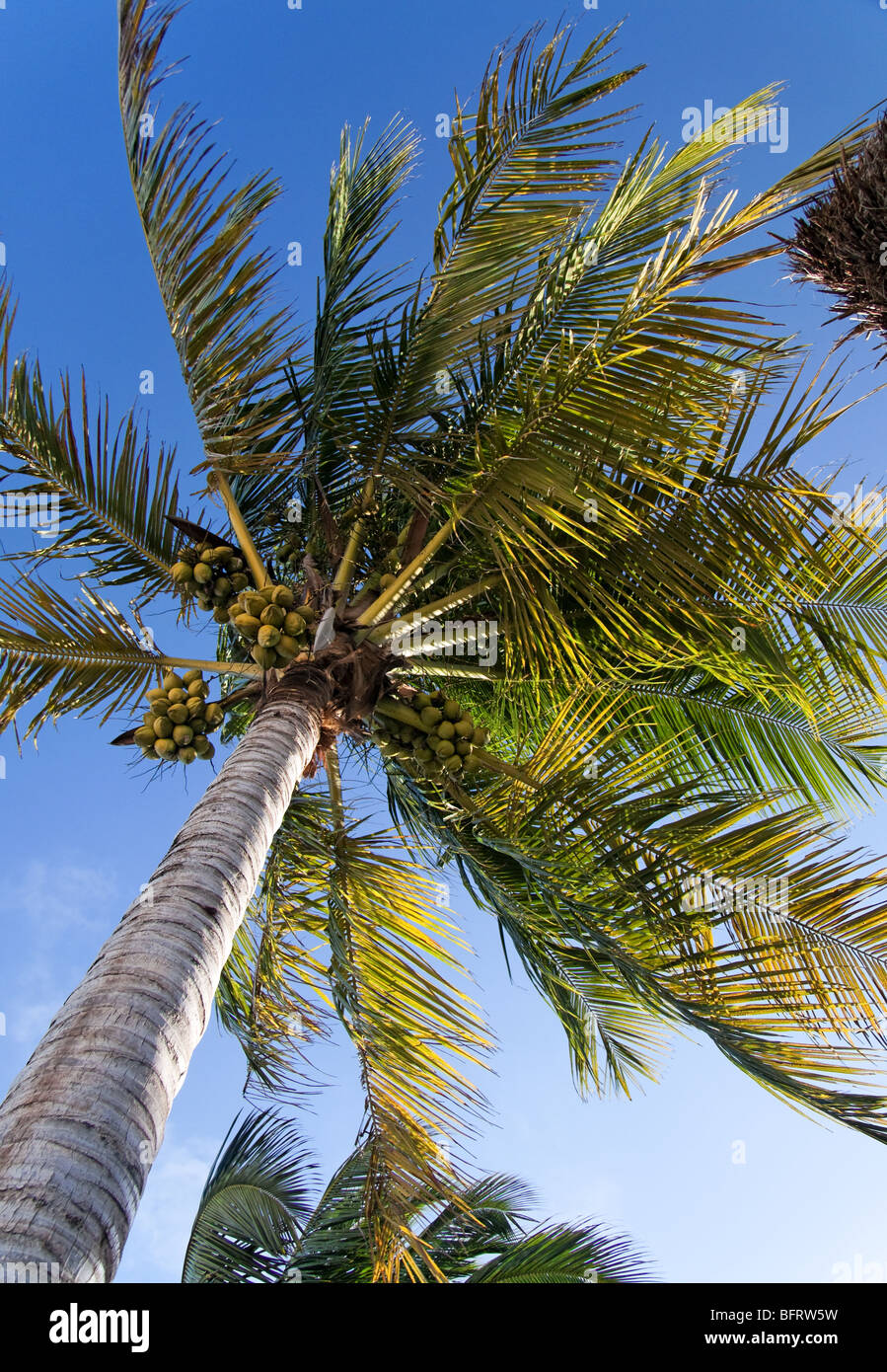 Kenya Mombasa Africa destination palm landscape sea tree sunny coast ...