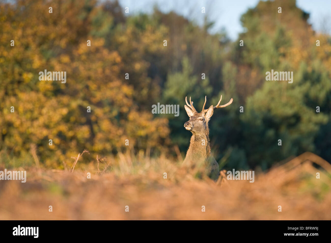 Bradgate park hi-res stock photography and images - Alamy