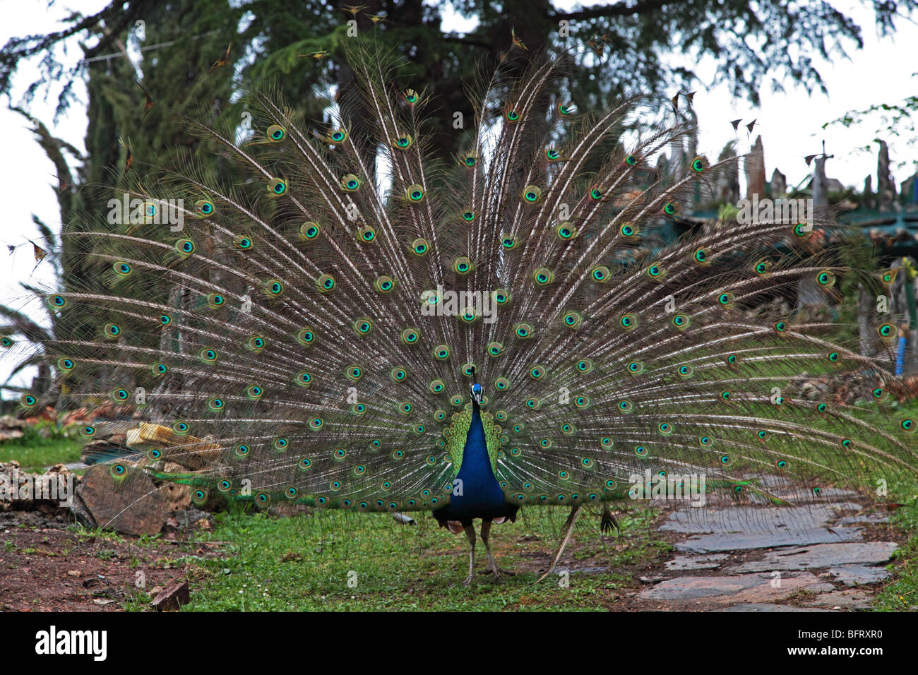 Peacock displaying its plumage, Sveti Naum, Lake Ohrid, Macedonia Stock ...