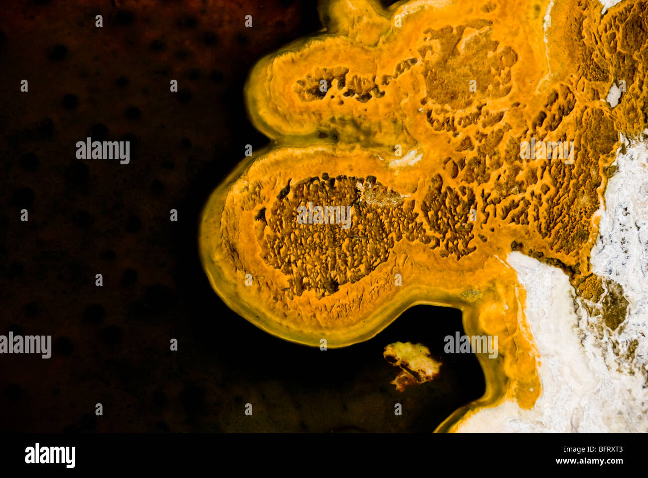 Surrealistic calcified orange bacterial colonies in Yellowstone ...