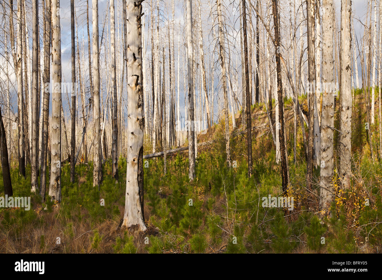 Pine seedlings growing in forest fire burn area. Glacier National Park ...