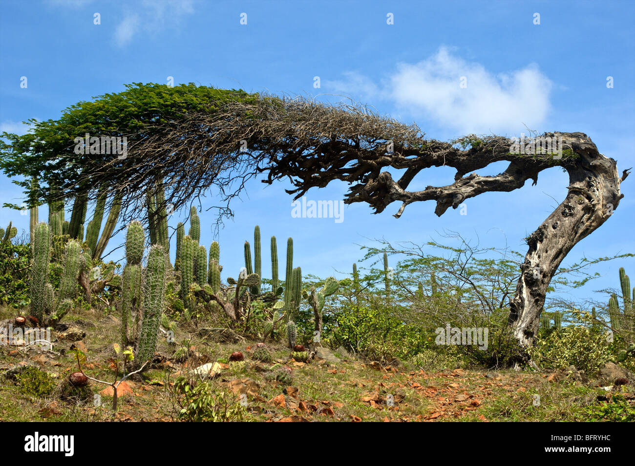 Aruba divi divi tree Stock Photo - Alamy