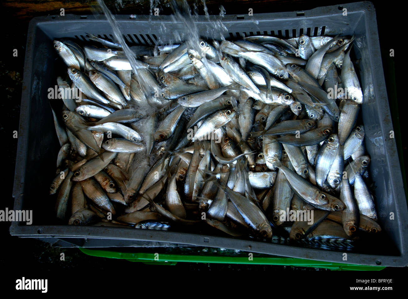 Aruba, crate of fish Stock Photo - Alamy