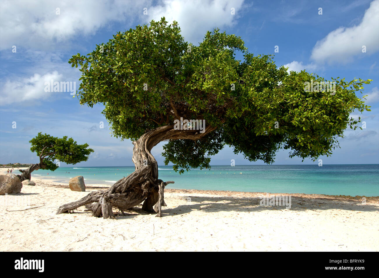 Aruba, divi divi tree on eagle beach Stock Photo - Alamy