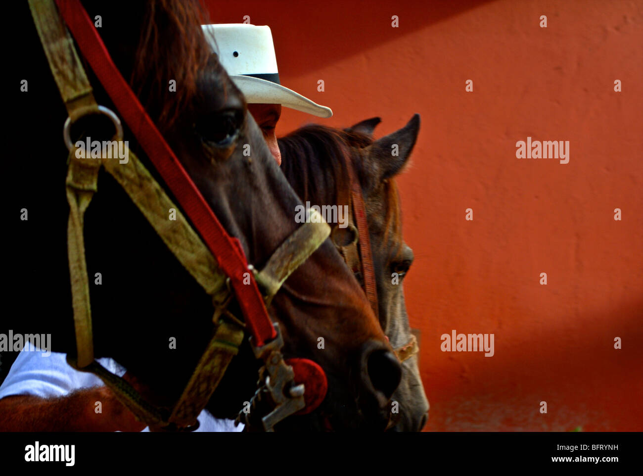 Aruba, horse ranch Daimari Stock Photo - Alamy