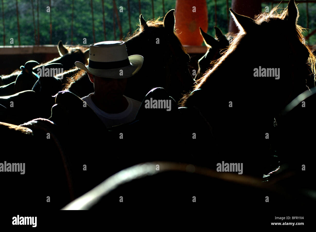 Aruba, horse ranch Daimari Stock Photo - Alamy