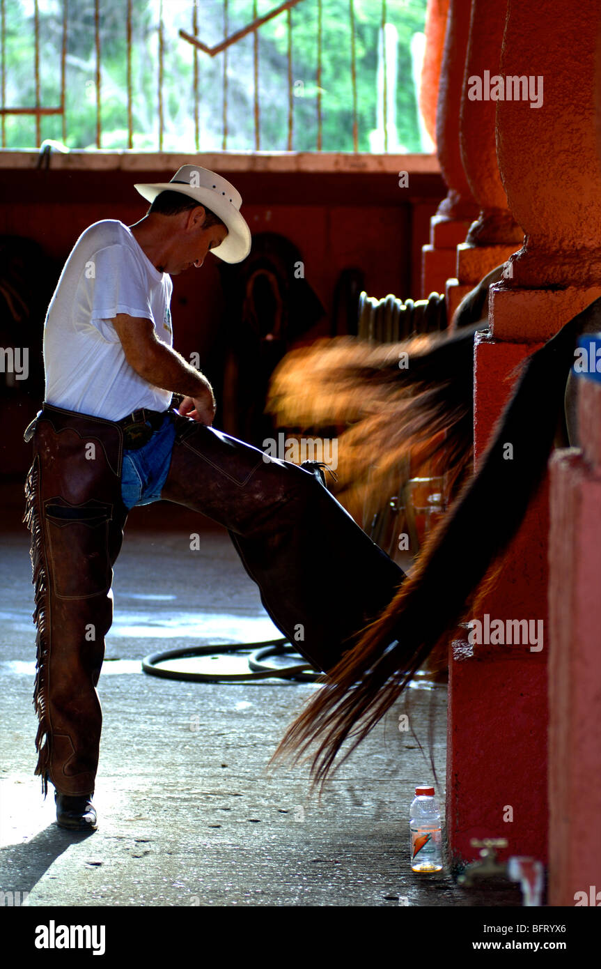 Aruba, horse ranch Daimari Stock Photo - Alamy