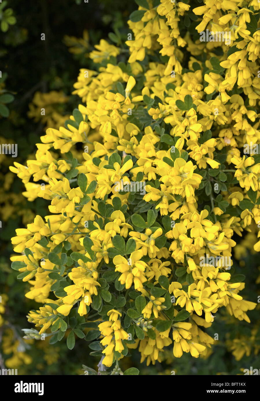 Genista Porlock (gorse Stock Photo - Alamy