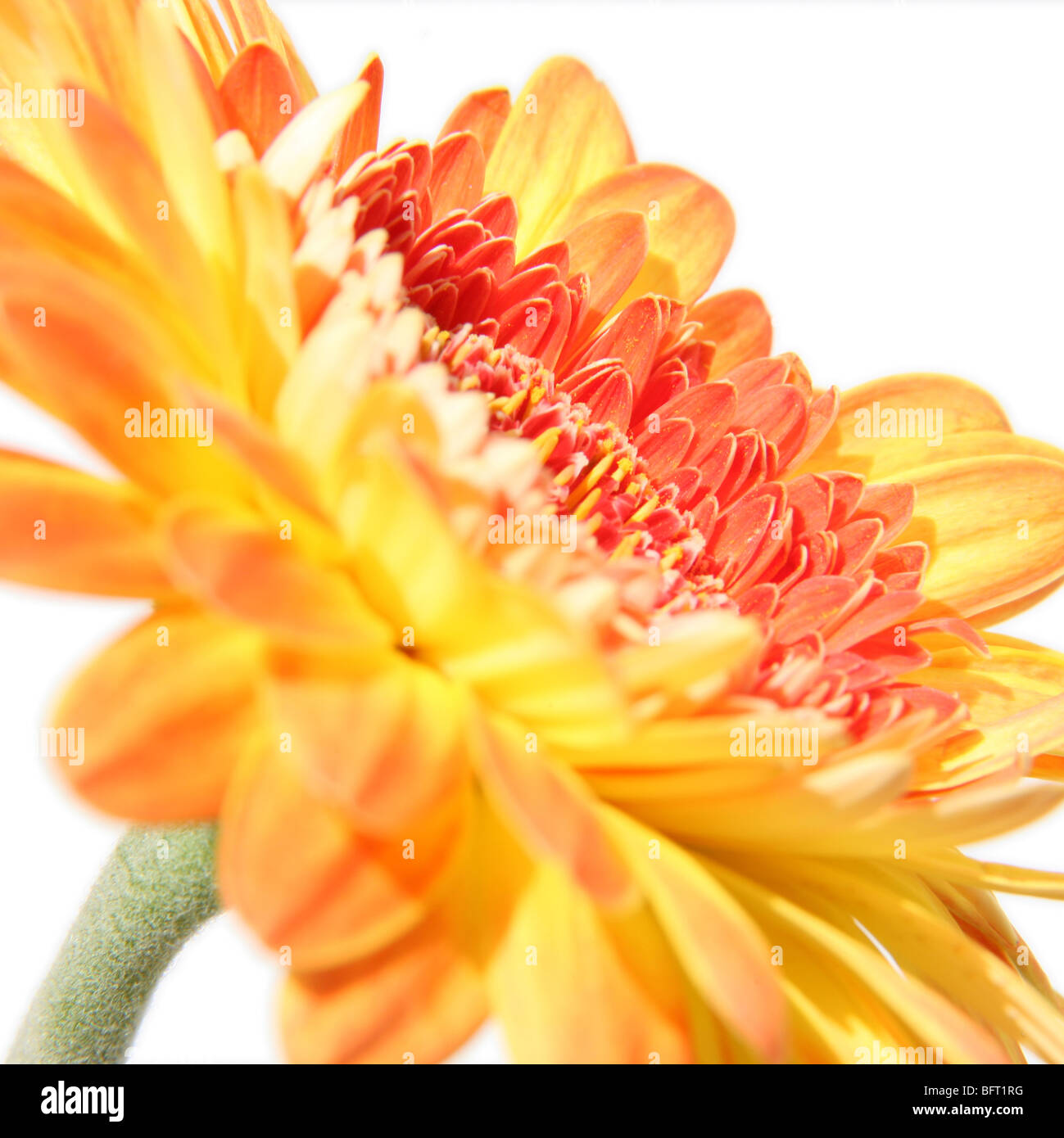Brightly colored orange Gerbera flower Stock Photo - Alamy