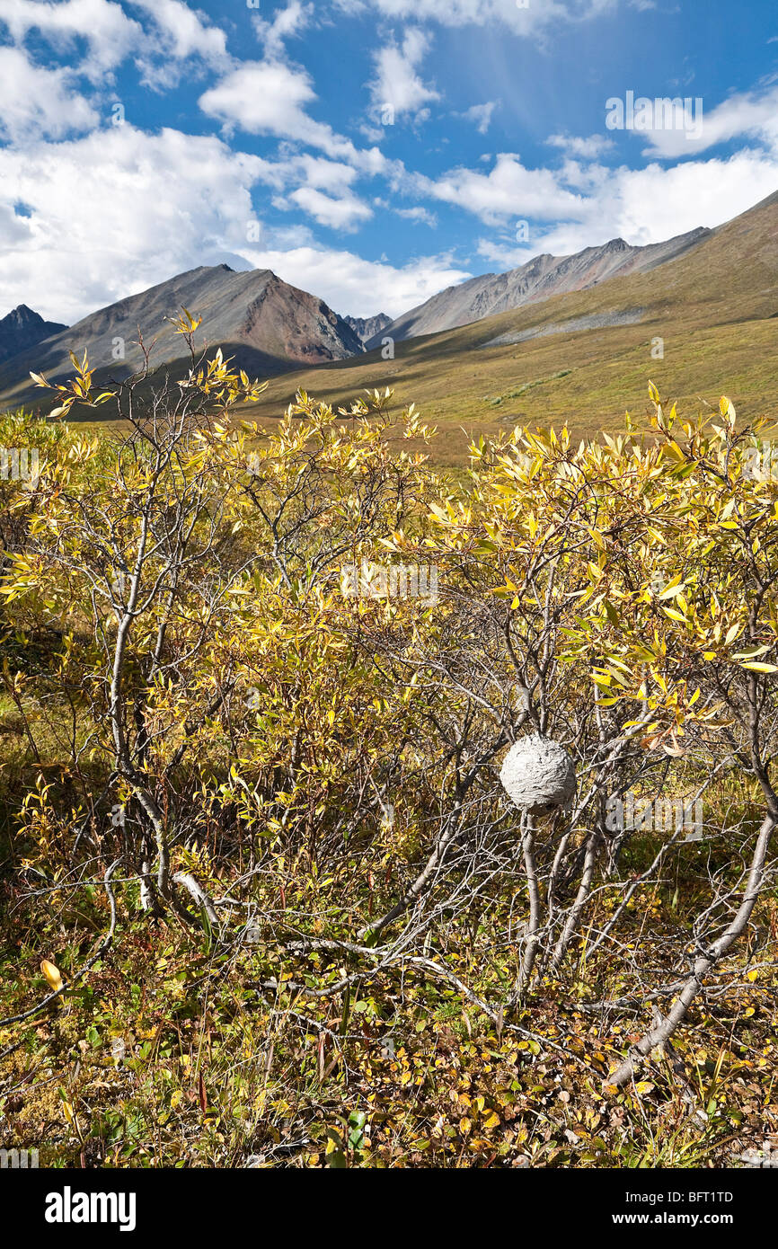 Wasp Nest in Willow Shrubs, Klondike River Valley, Tombstone ...