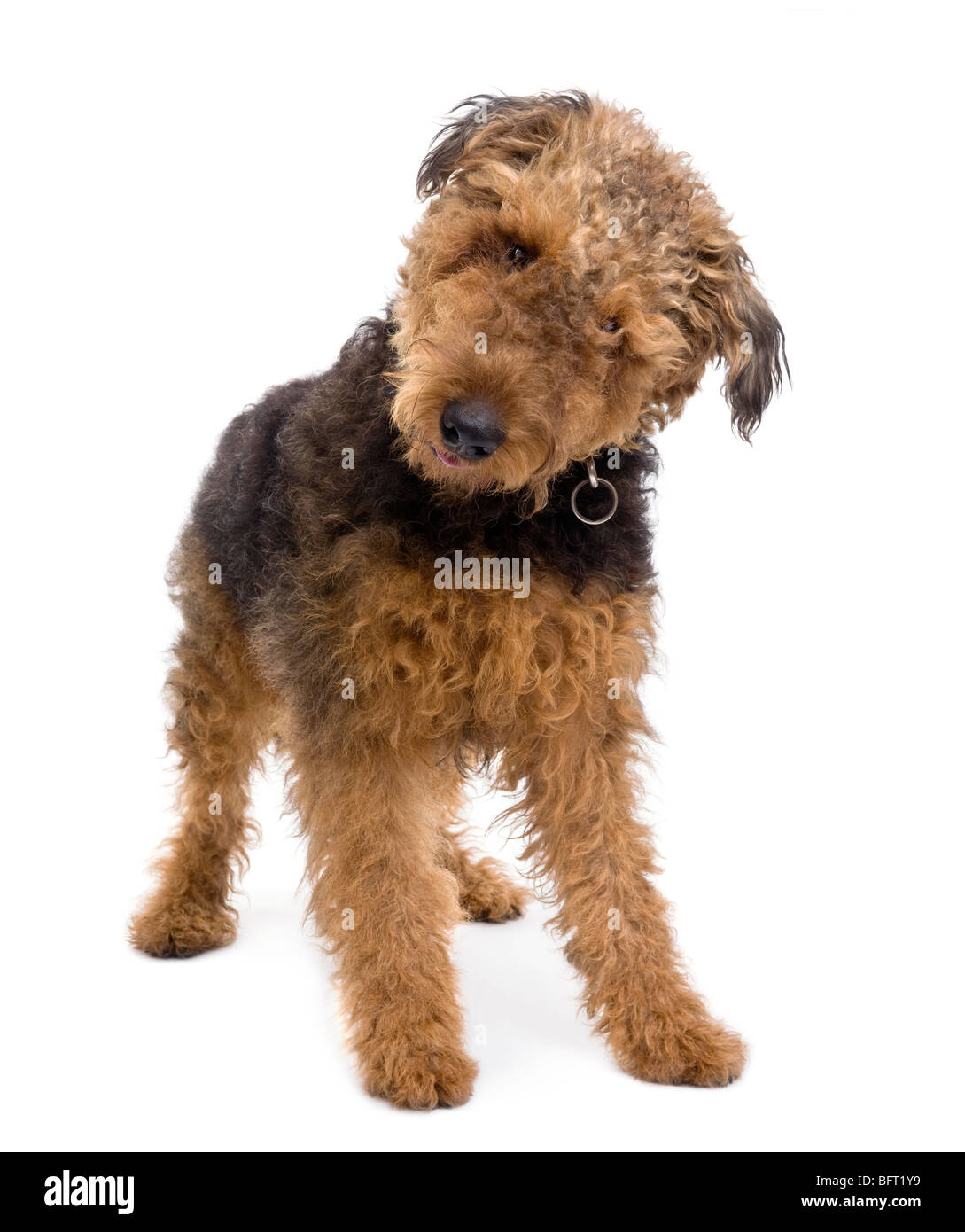 Airedale, 1 year old, standing in front of a white background, studio ...