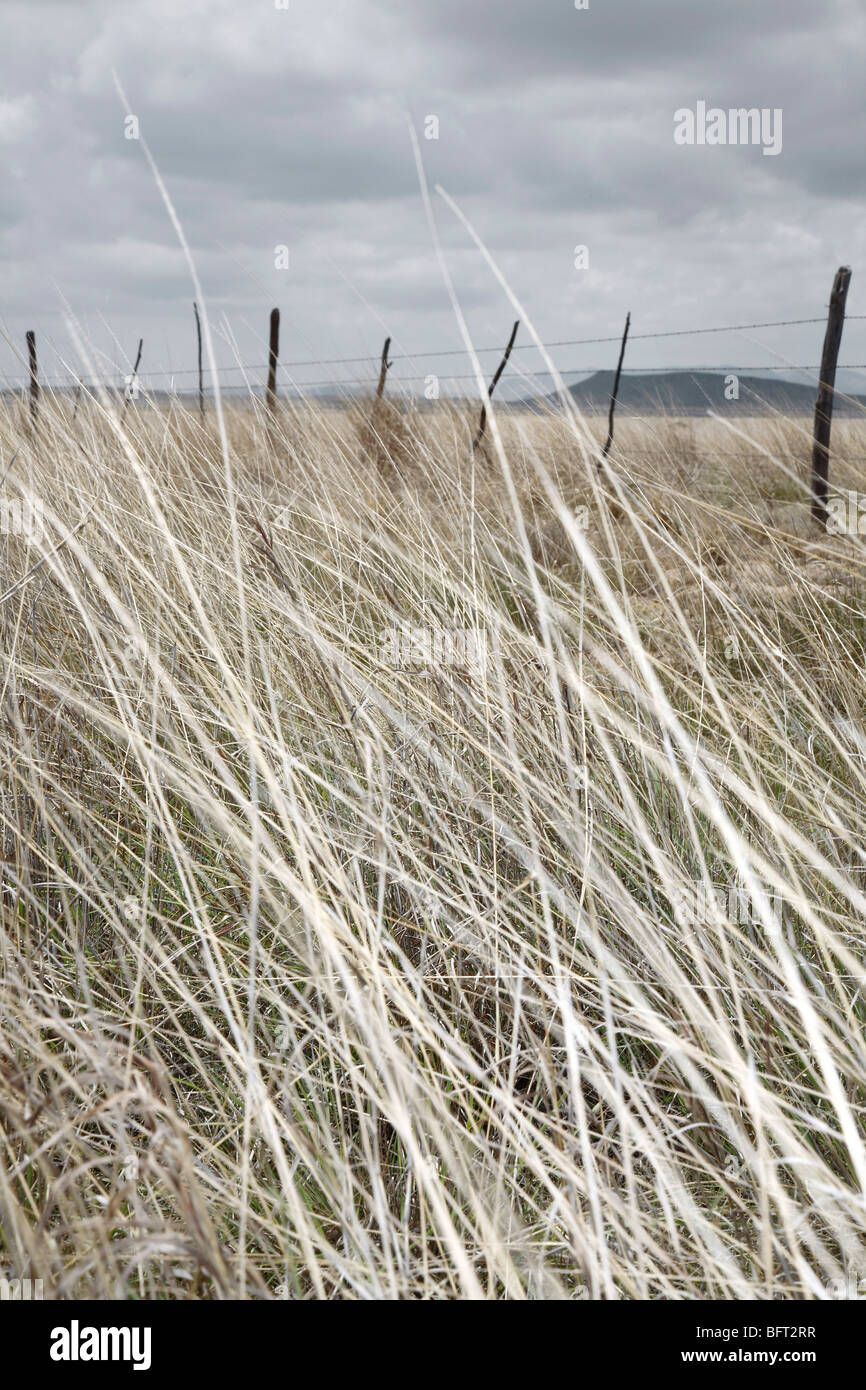 Texas field low angle hi-res stock photography and images - Alamy