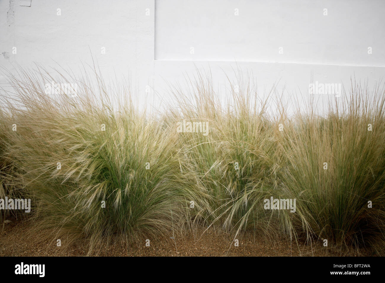 Long Grass, Marfa, Presidio County, West Texas, Texas, USA Stock Photo ...