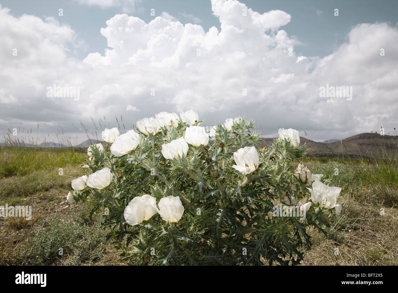 Texas highway flowers hi-res stock photography and images - Alamy