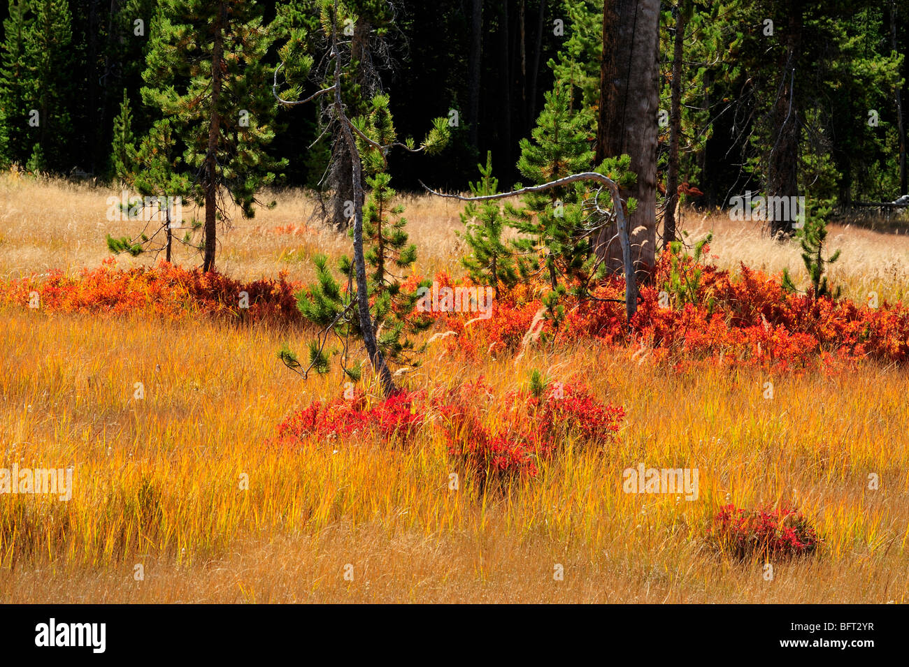 Autumn shrubs and pines in wet meadow, Yellowstone National Park ...