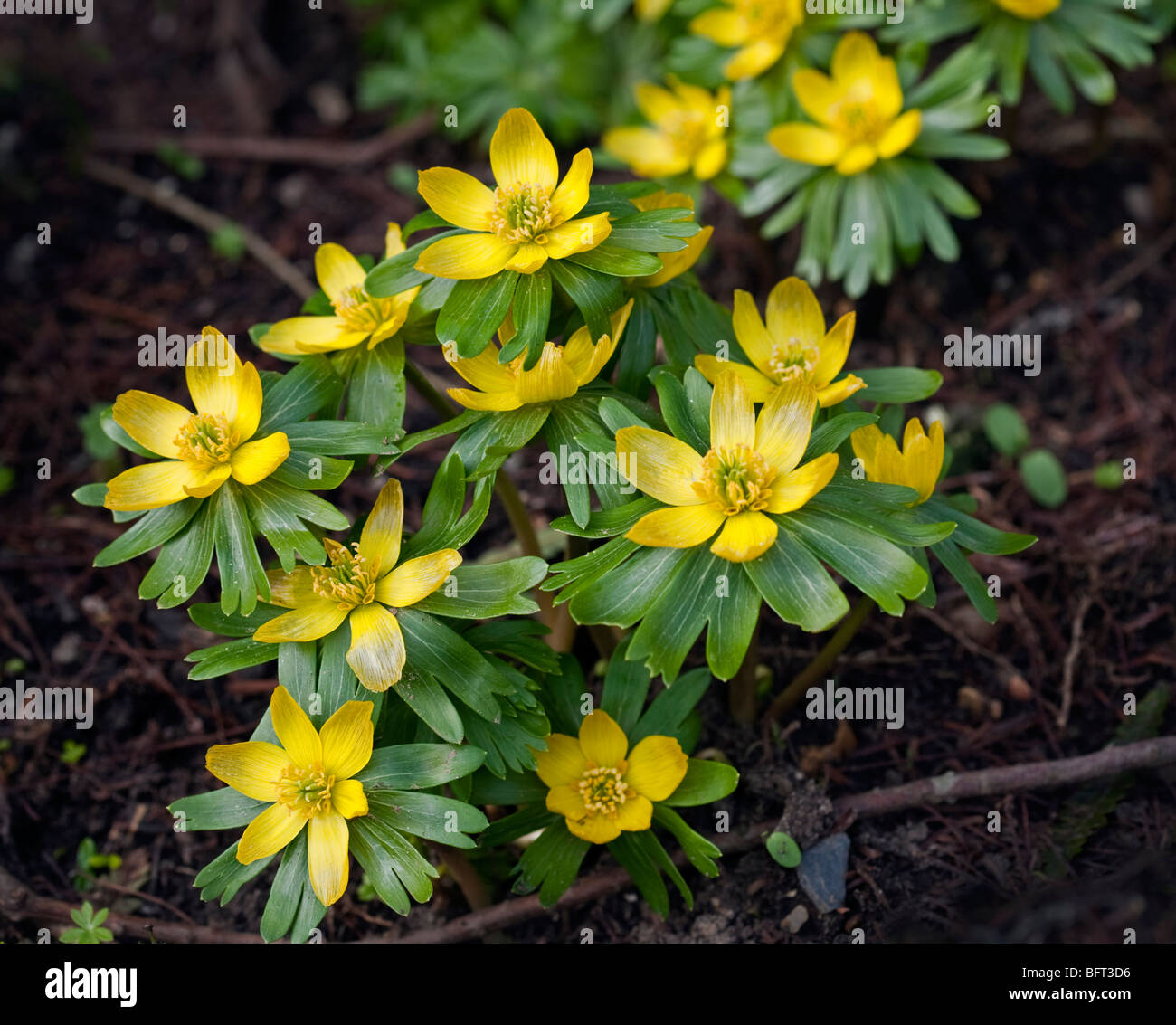Yellow aconite hi-res stock photography and images - Alamy