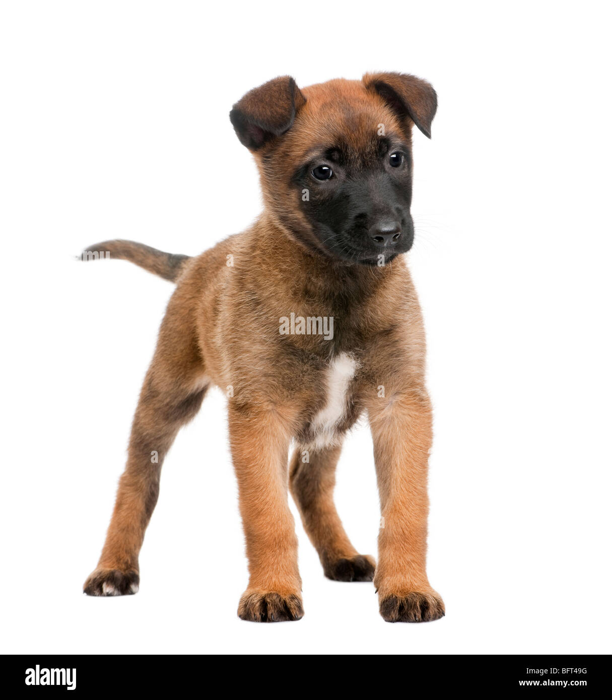 Belgian Shepherd Puppy