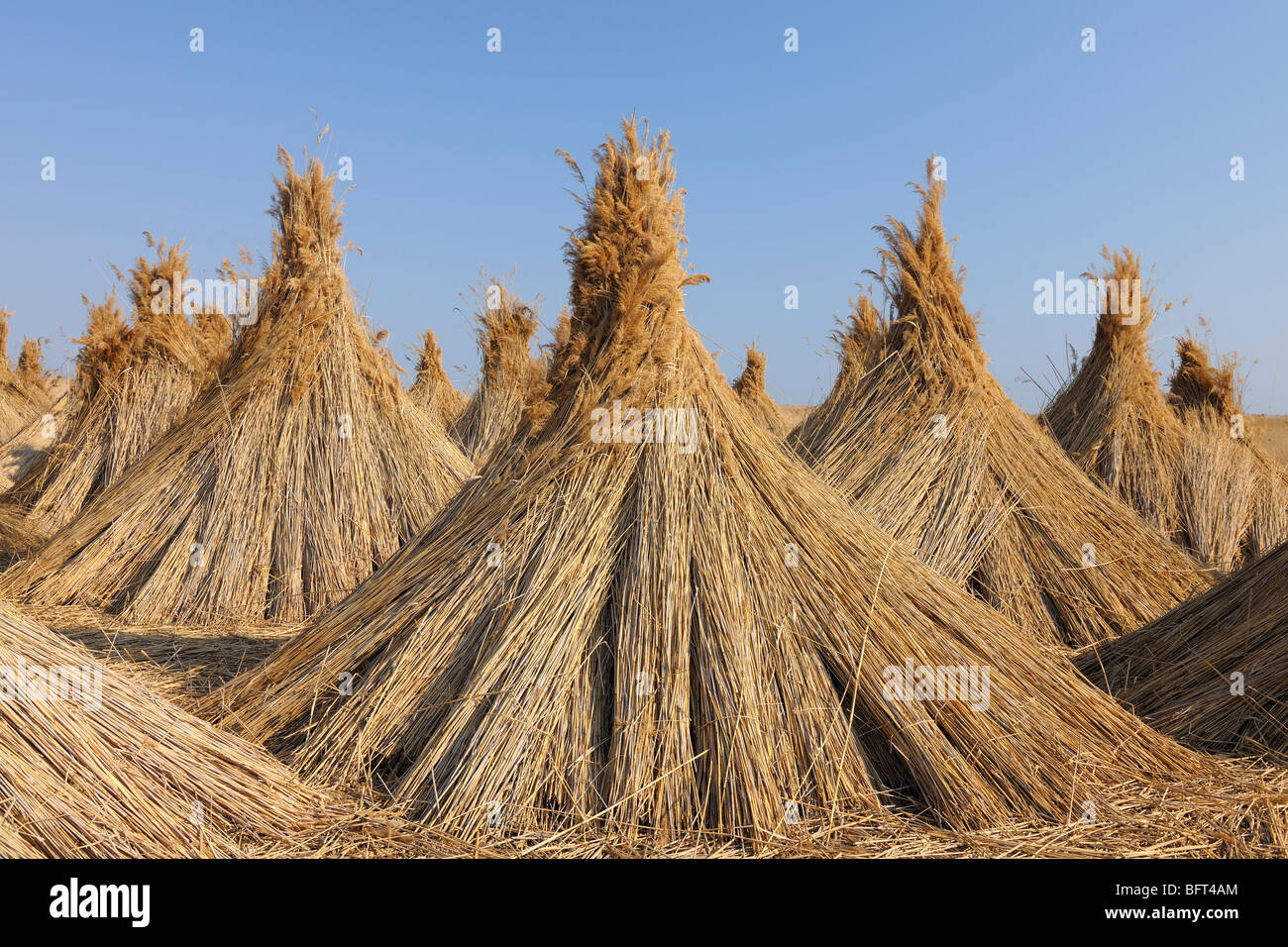 Drying reed hi-res stock photography and images - Alamy
