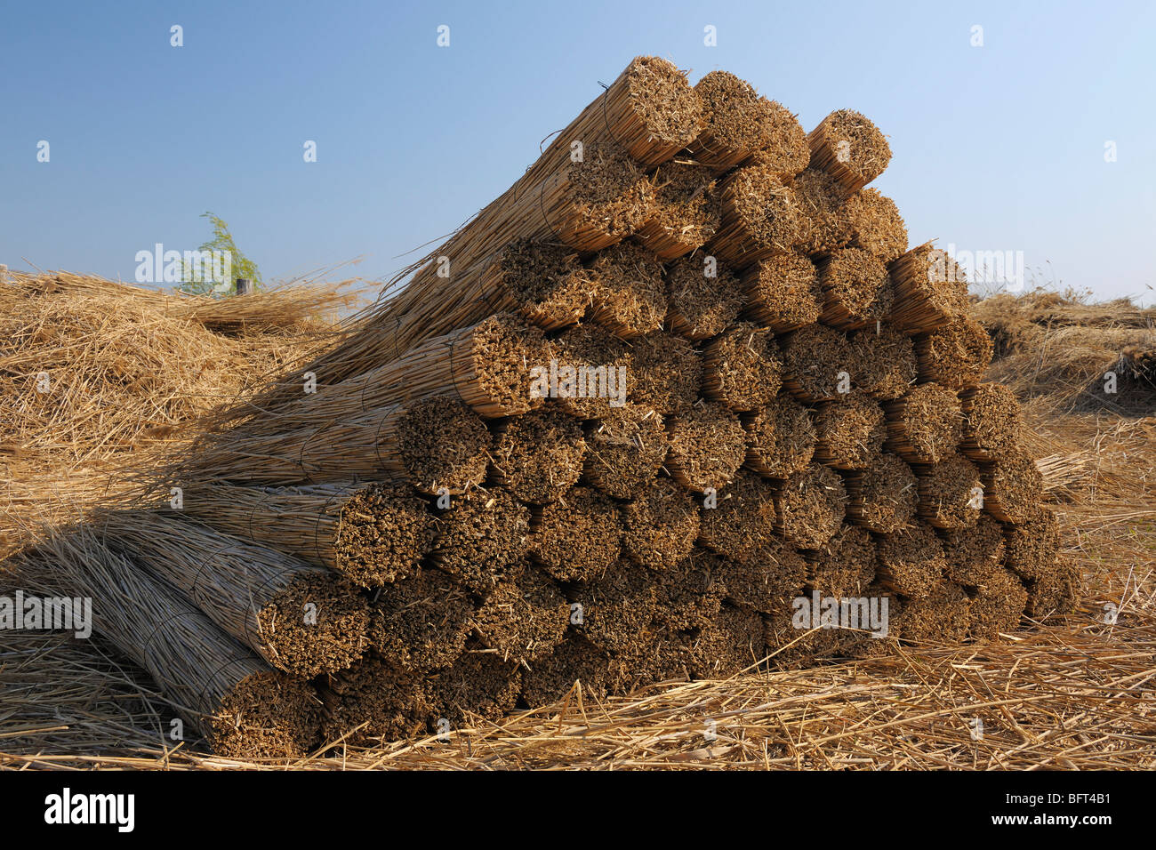 Drying reed hi-res stock photography and images - Alamy