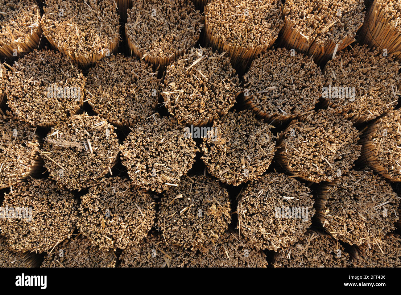 Drying reed hi-res stock photography and images - Alamy