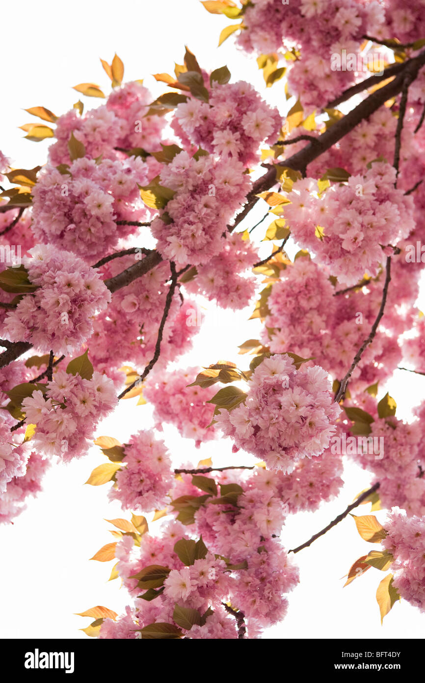 Cherry Blossom Tree, Brooklyn Botanical Gardens, New York City, New ...