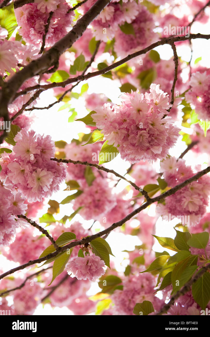 Cherry Blossom Tree, Brooklyn Botanical Gardens, New York City, New ...