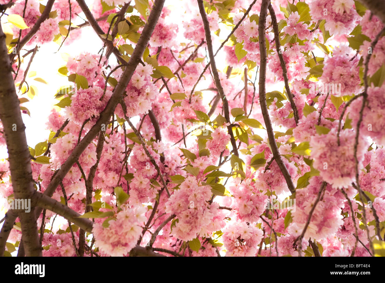 Cherry Blossom Tree, Brooklyn Botanical Gardens, New York City, New ...
