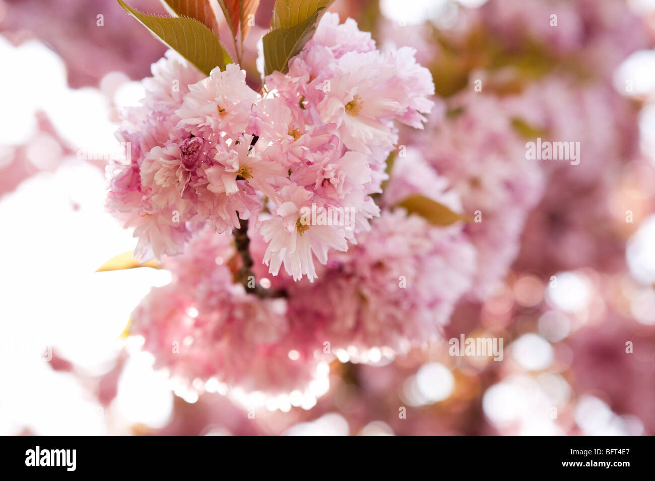 Cherry Blossom Tree, Brooklyn Botanical Gardens, New York City, New ...